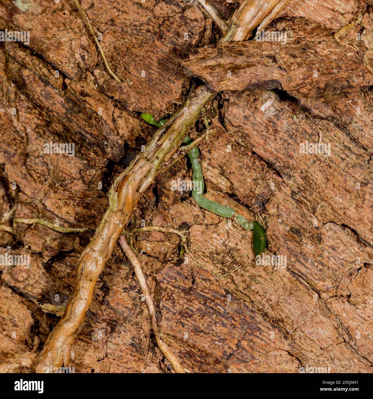 The unique green speckled root of a rare Ghost Orchid Stock Photo - Alamy