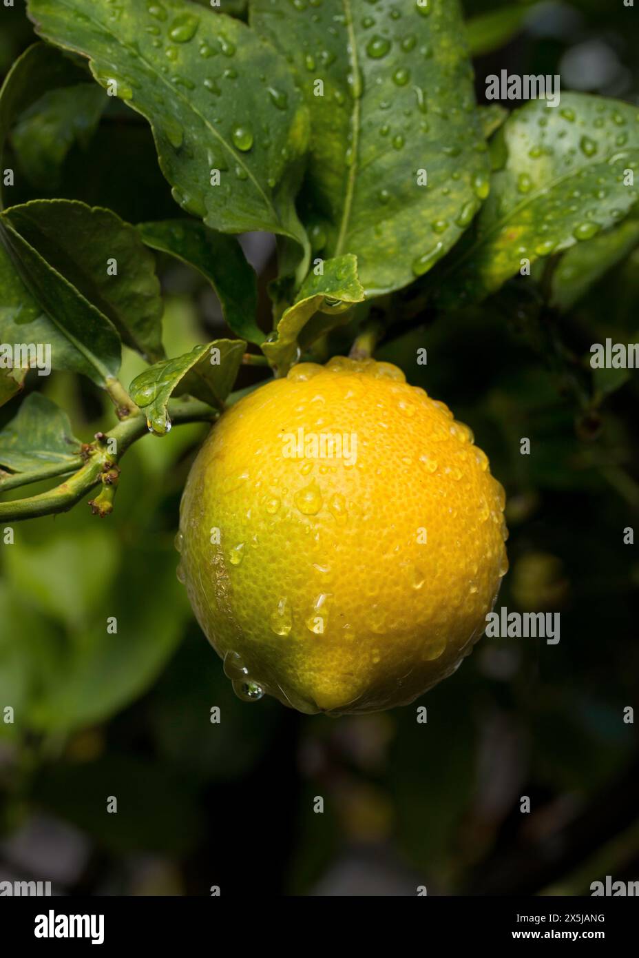 Lemon Tree close up details of a beautiful yellow fruit hanging on the ...