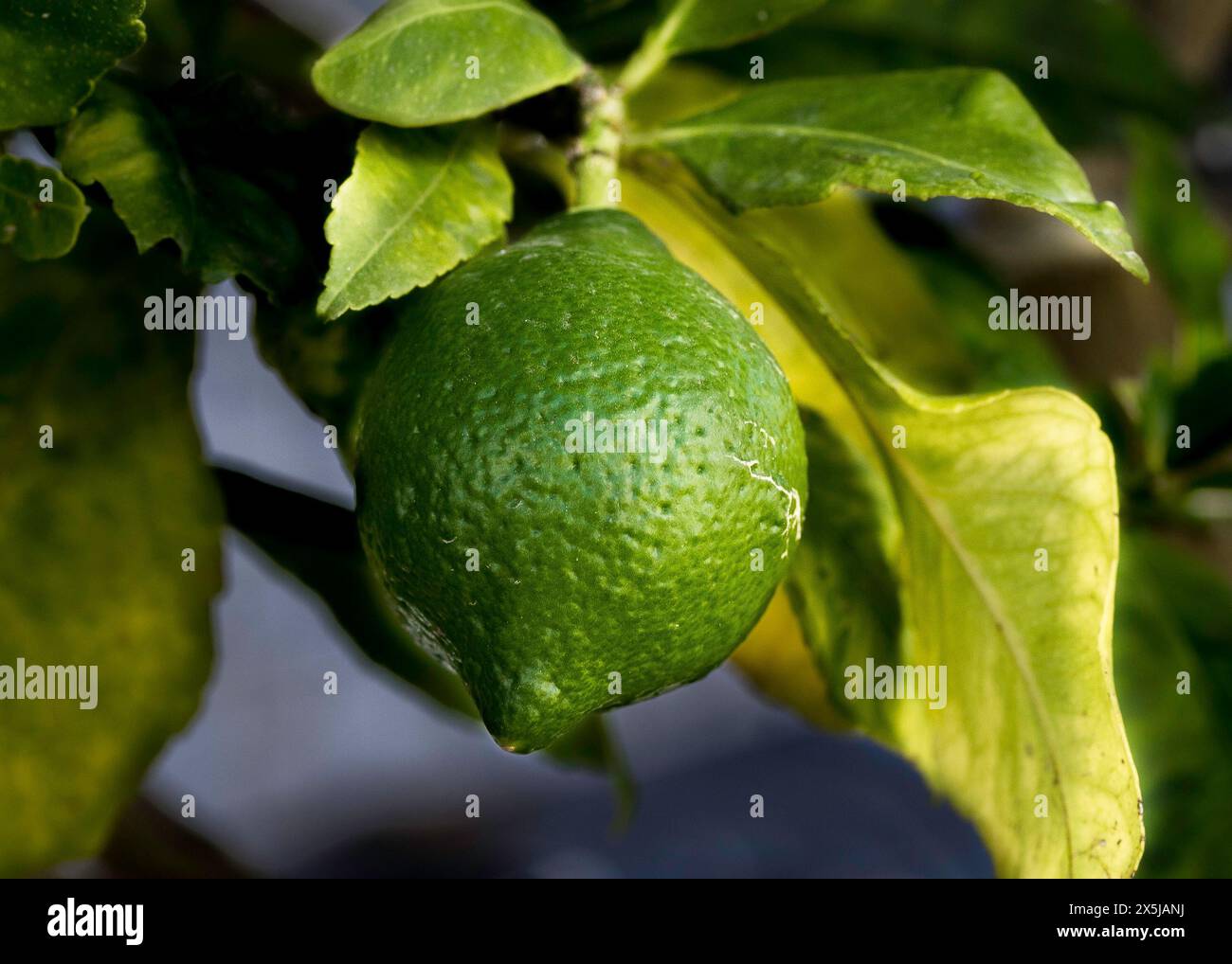 Lemon Tree close up details of a green lemon growing on the branch ...