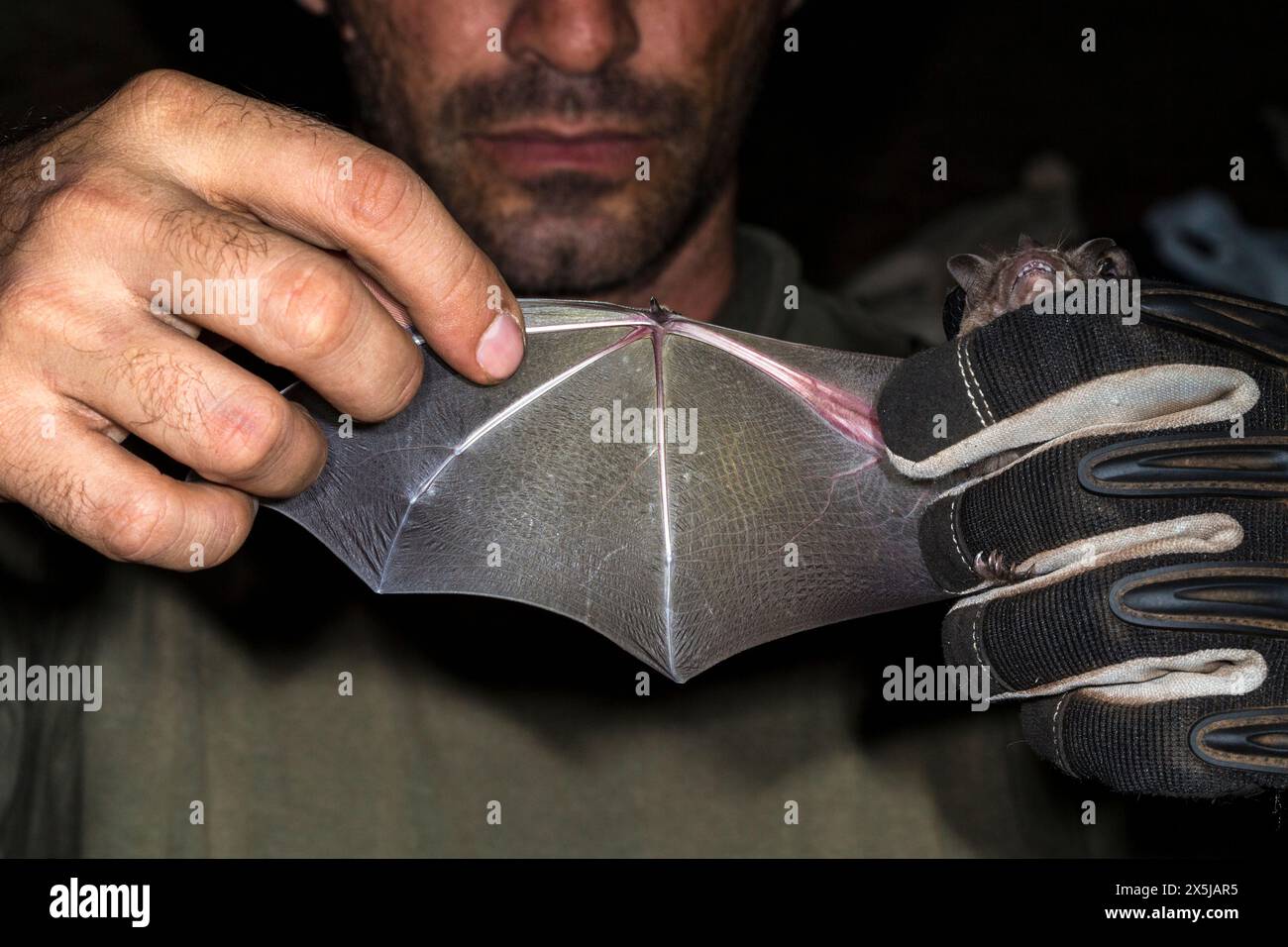 Captured bats are safely examined for a research project in ...