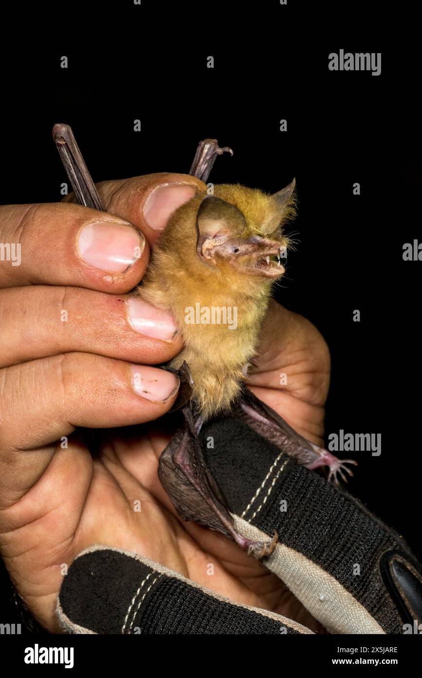 Cuban funnel eared bat hi-res stock photography and images - Alamy