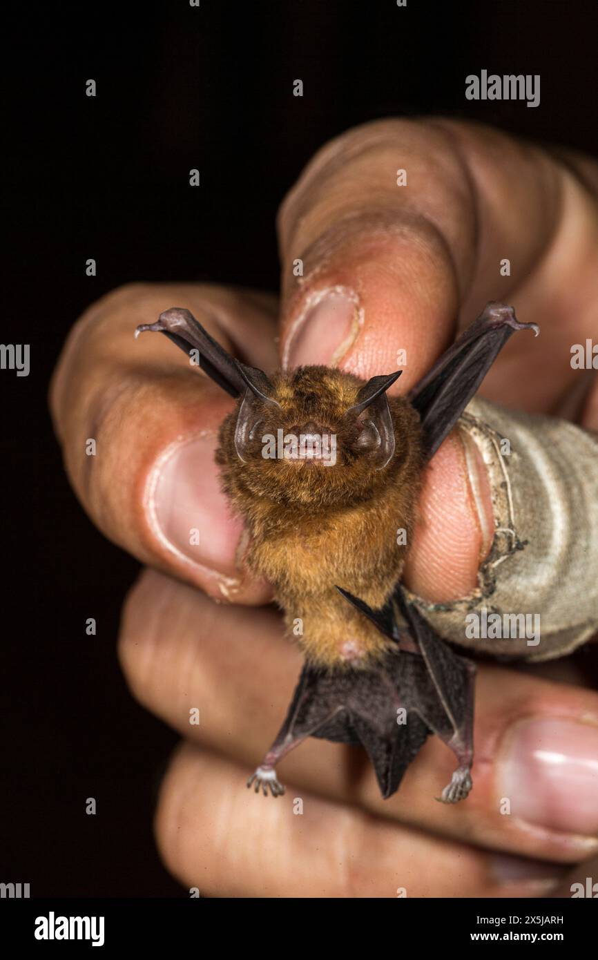 Captured bats are safely examined for a research project in ...