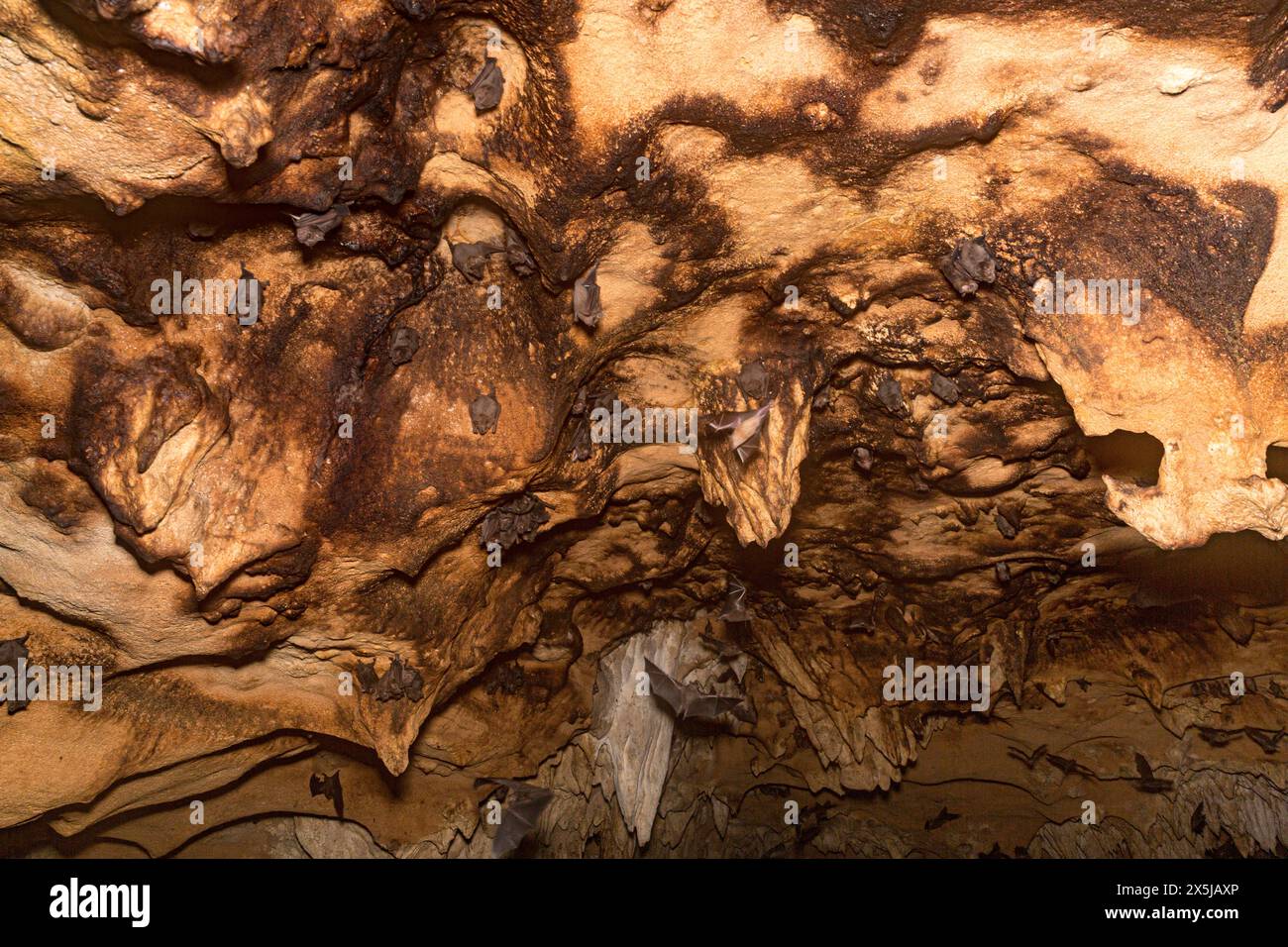 Cave with bats in Guanahacabibes National Park Stock Photo - Alamy