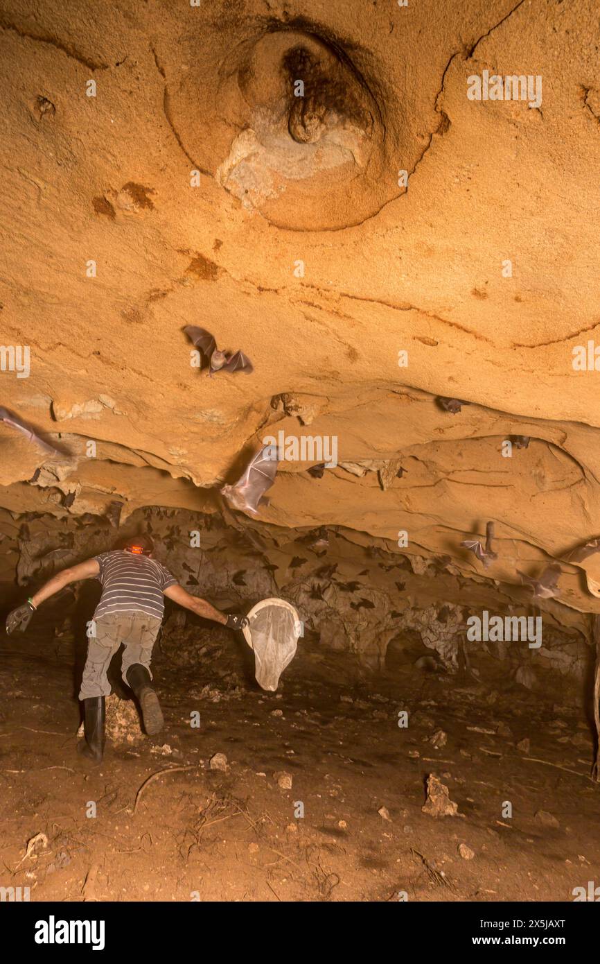 A researcher captures bats in a cave within the Guanahacabibes National ...
