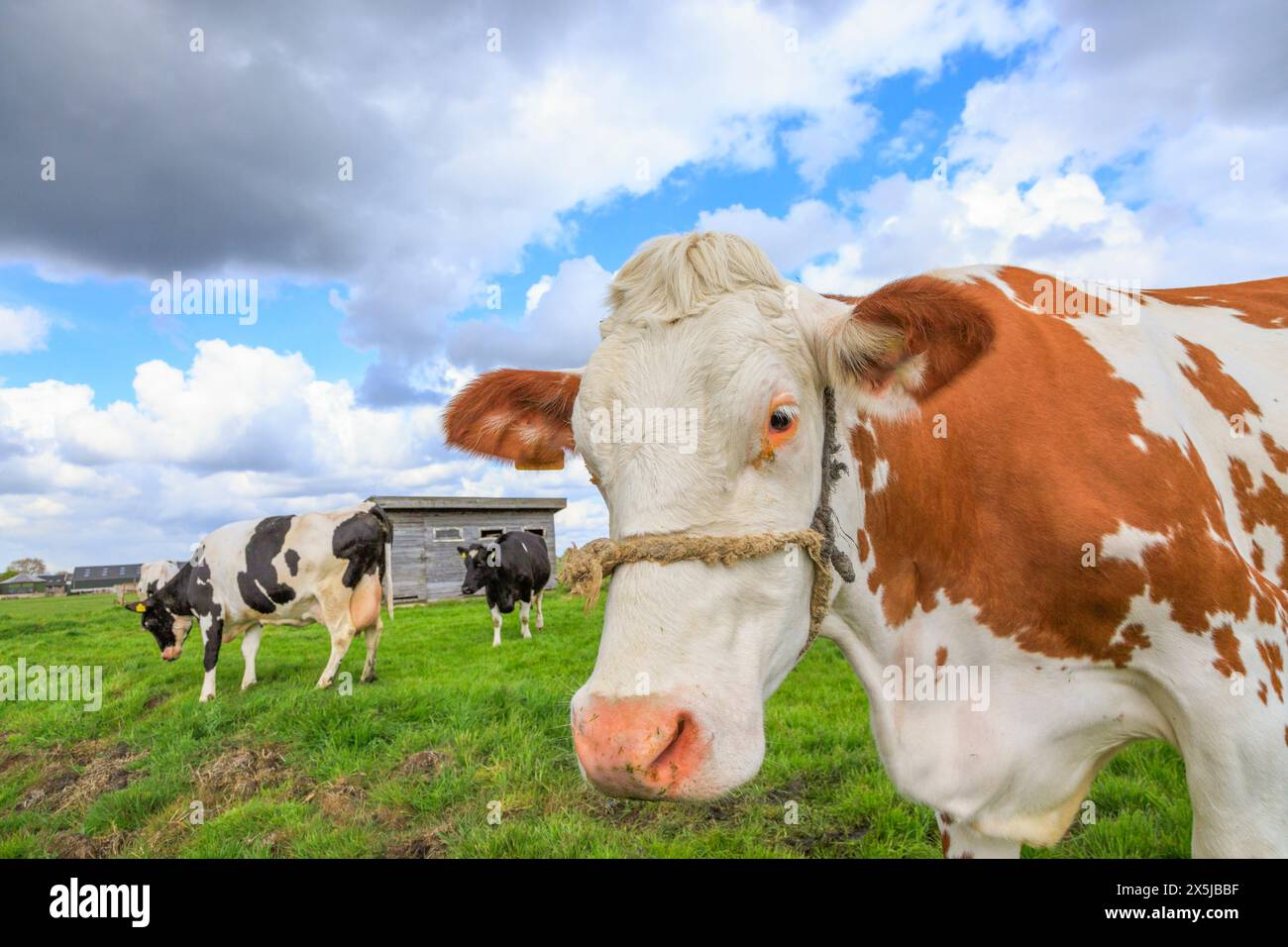 Netherlands, North Holland. Dutch cows in field Stock Photo - Alamy