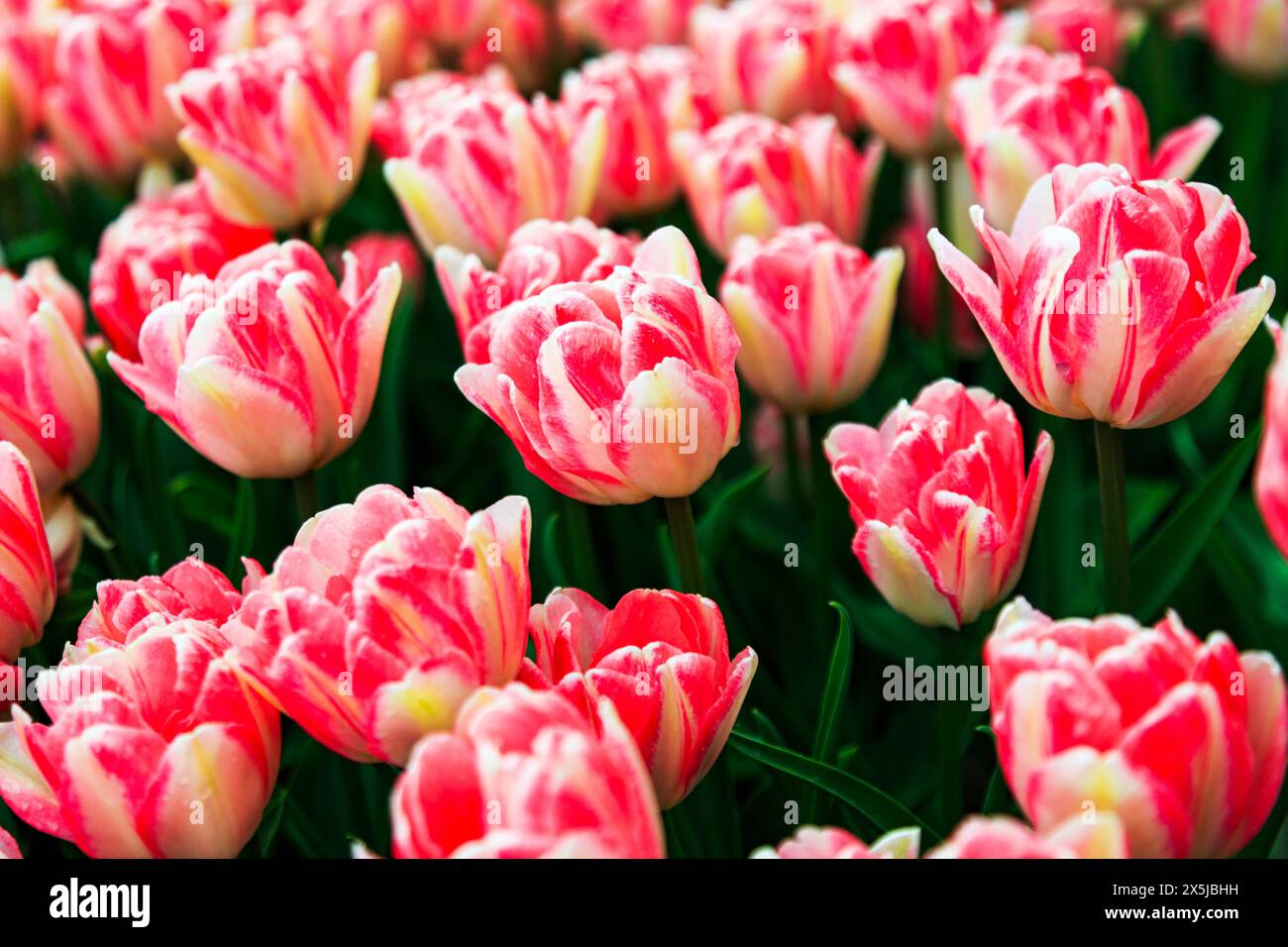 Flevoland dutch hi-res stock photography and images - Alamy