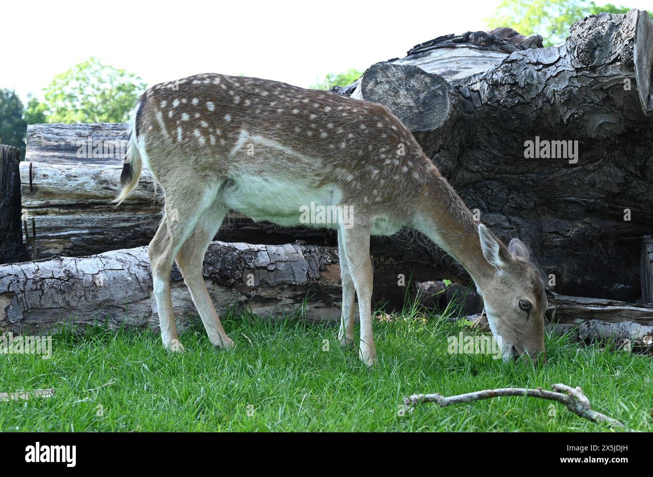 Deer herds have played a major role in Richmond Park’s history and have ...