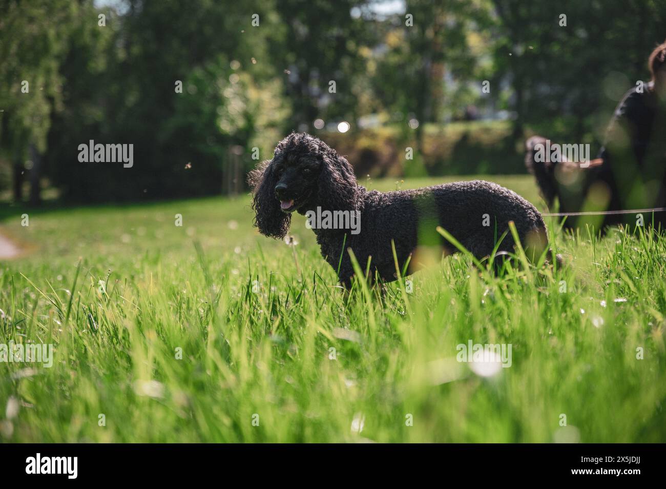 Black poodle walking in grass and having happy moments with his owner ...