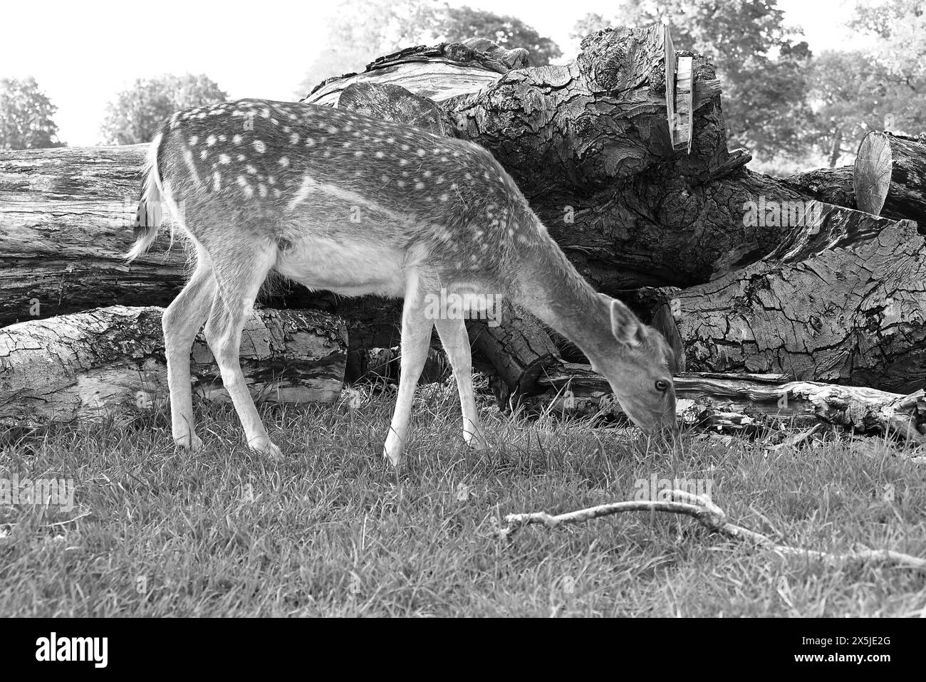 Deer herds have played a major role in Richmond Park’s history and have ...