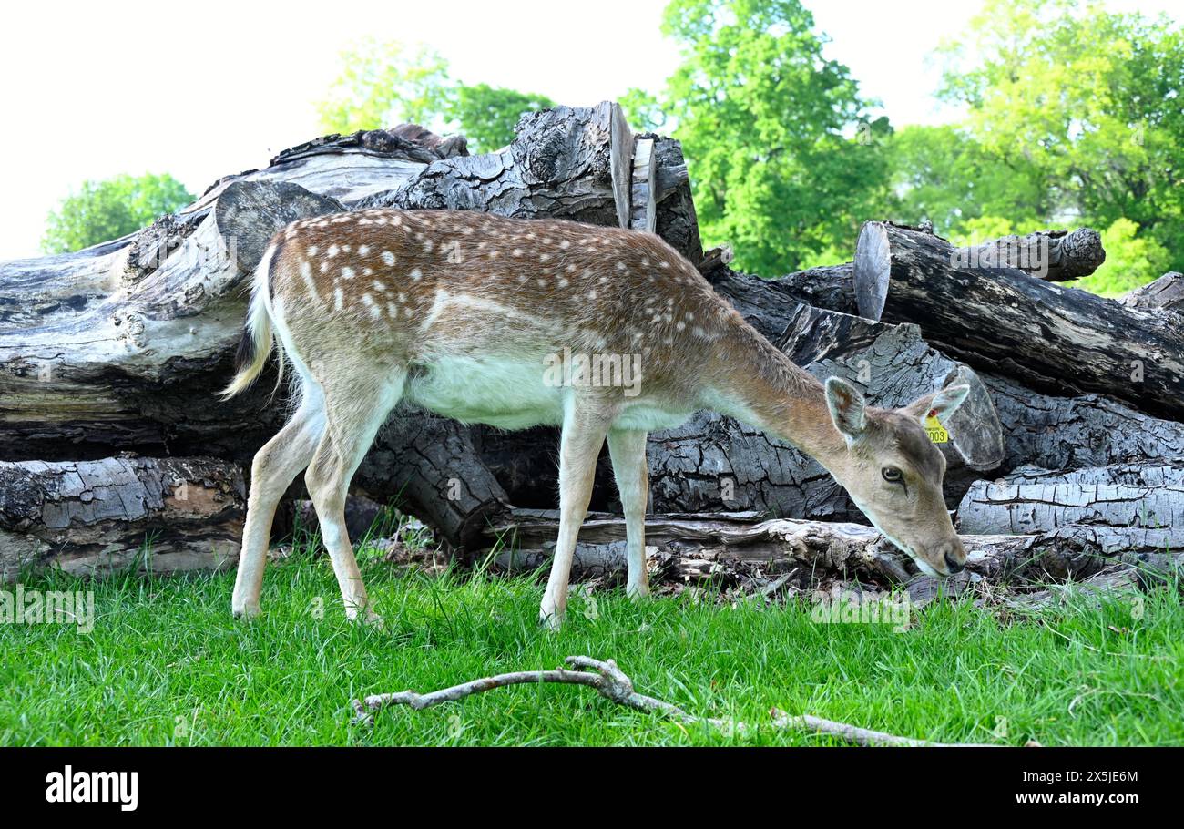 Deer herds have played a major role in Richmond Park’s history and have ...