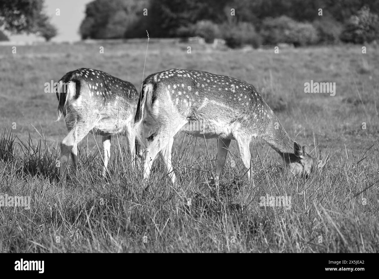 Deer herds have played a major role in Richmond Park’s history and have ...