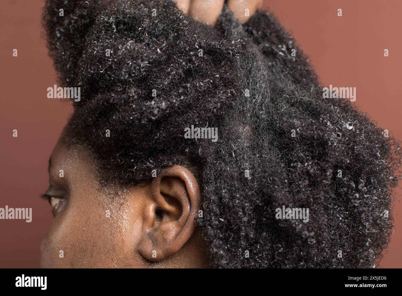 Black afro curly hair with shrinkage, Wet Type 4c hair being detangled ...