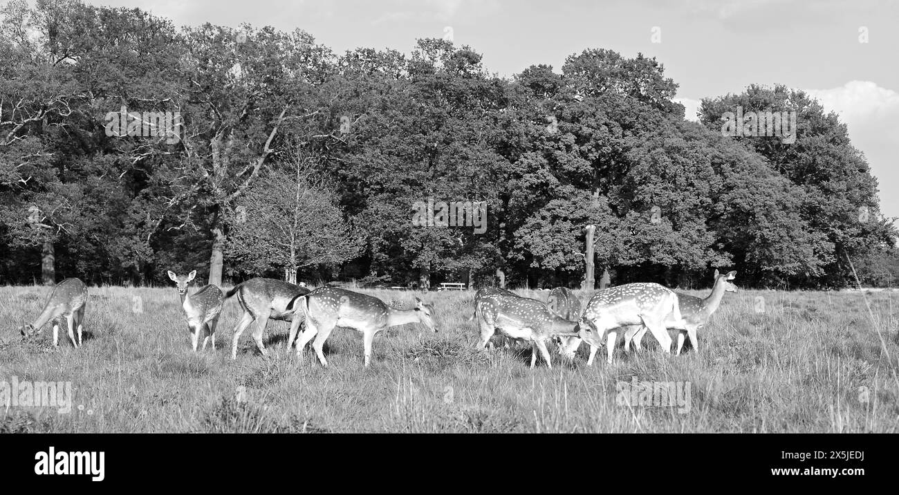 Deer herds have played a major role in Richmond Park’s history and have ...