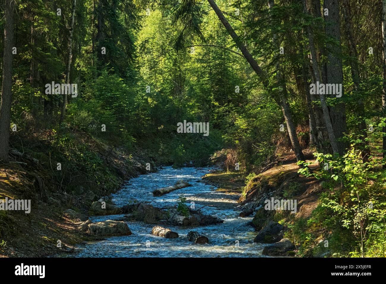 Finn creek hi-res stock photography and images - Alamy