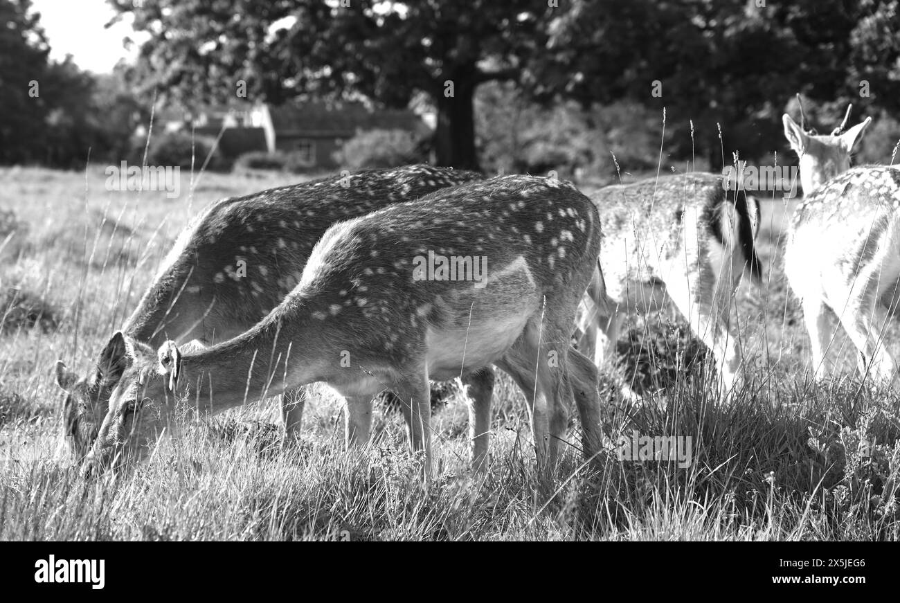 Deer herds have played a major role in Richmond Park’s history and have ...