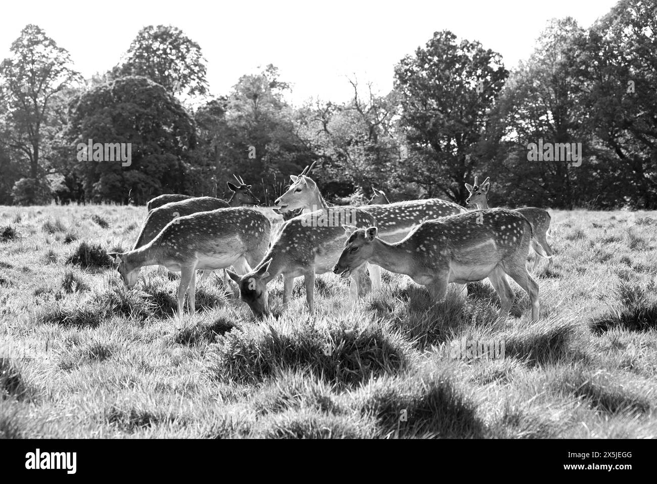 Deer herds have played a major role in Richmond Park’s history and have ...