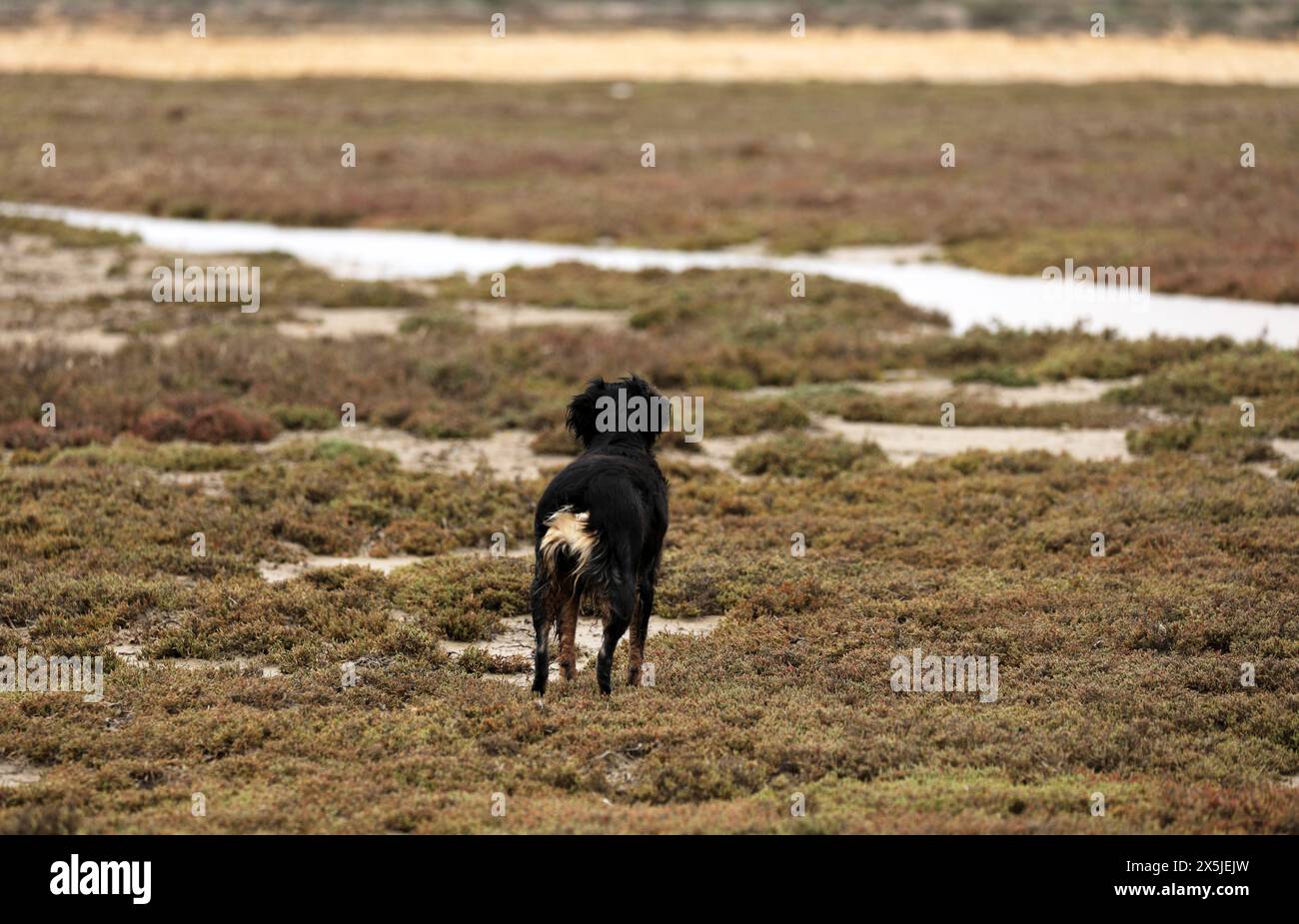 Dog waiting for his dog master Stock Photo - Alamy