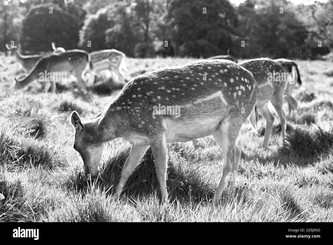 Deer herds have played a major role in Richmond Park’s history and have ...