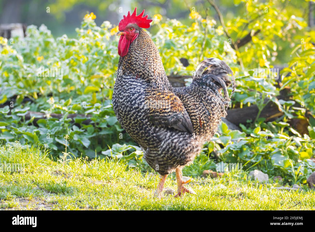 Gray black rooster hi-res stock photography and images - Alamy