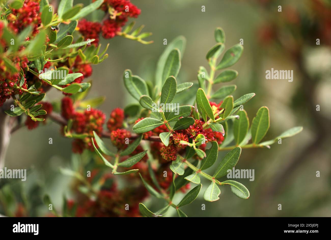 Mastic bush wild pistachio red flowering Stock Photo - Alamy