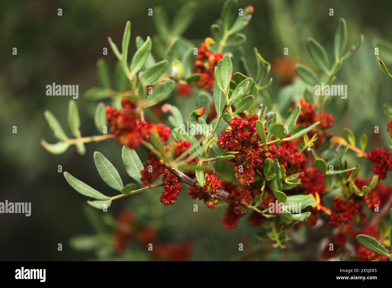 Mastic bush wild pistachio red flowering Stock Photo - Alamy