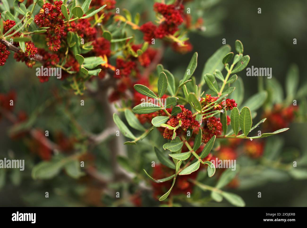Mastic bush wild pistachio red flowering Stock Photo - Alamy