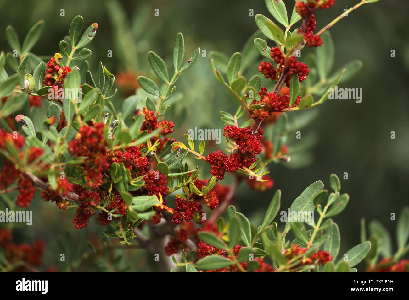 Mastic bush wild pistachio red flowering Stock Photo - Alamy