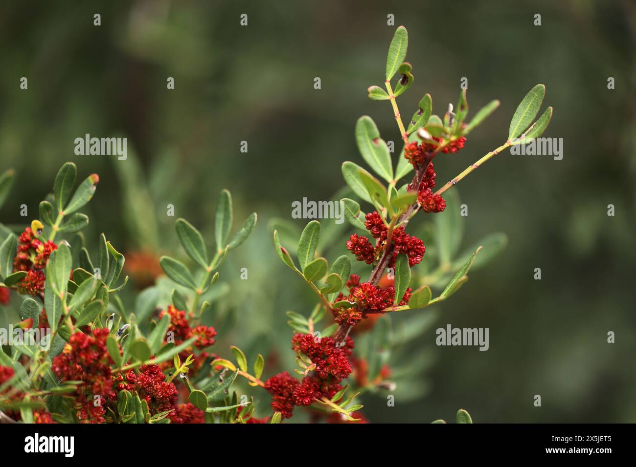 Mastic bush wild pistachio red flowering Stock Photo - Alamy