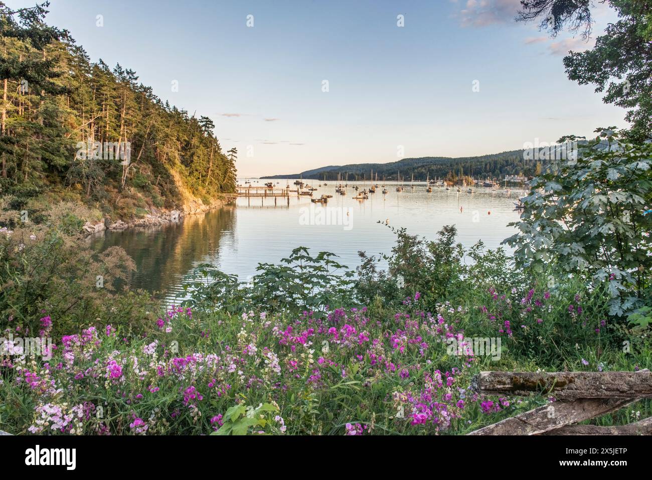 Canada, British Columbia. Salt Spring Island, Ganges Harbor sunset ...