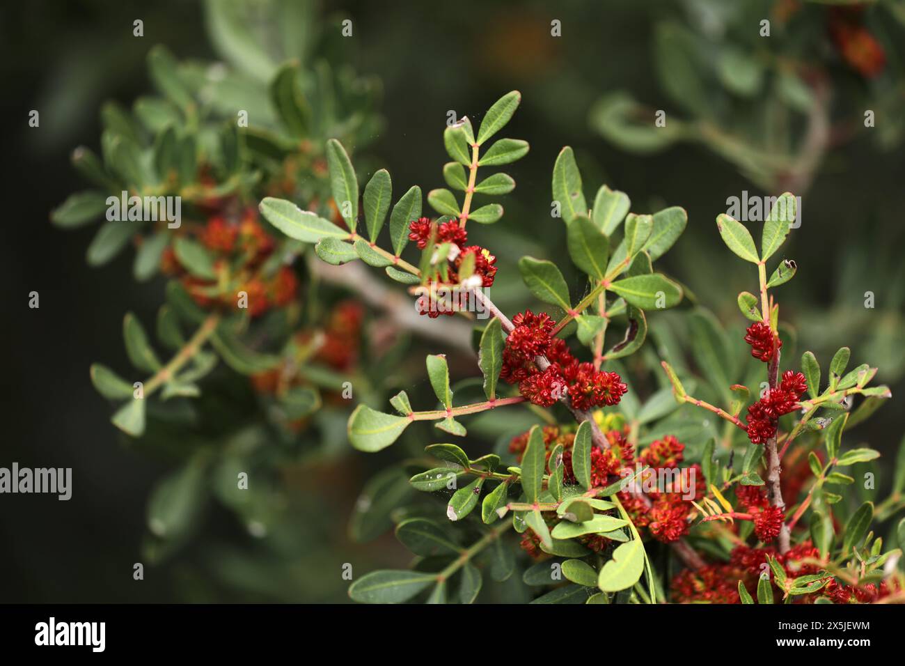 Mastic bush wild pistachio red flowering Stock Photo - Alamy
