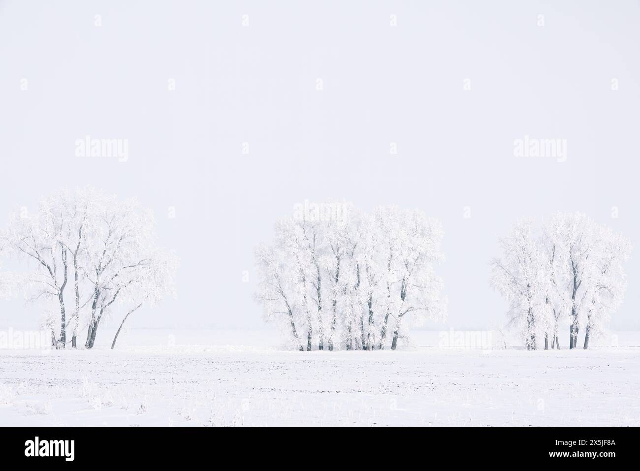 Canada, Manitoba, Grande Pointe. Fog and rime ice on winter trees Stock ...