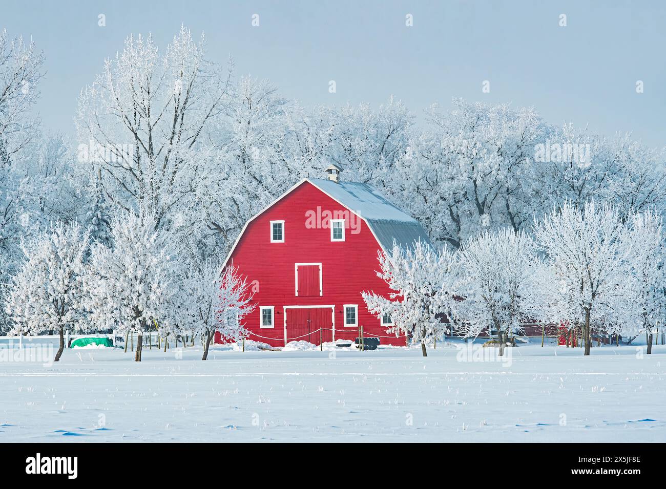 Canada, Manitoba, Grande Pointe. Red barn with rime ice on trees ...