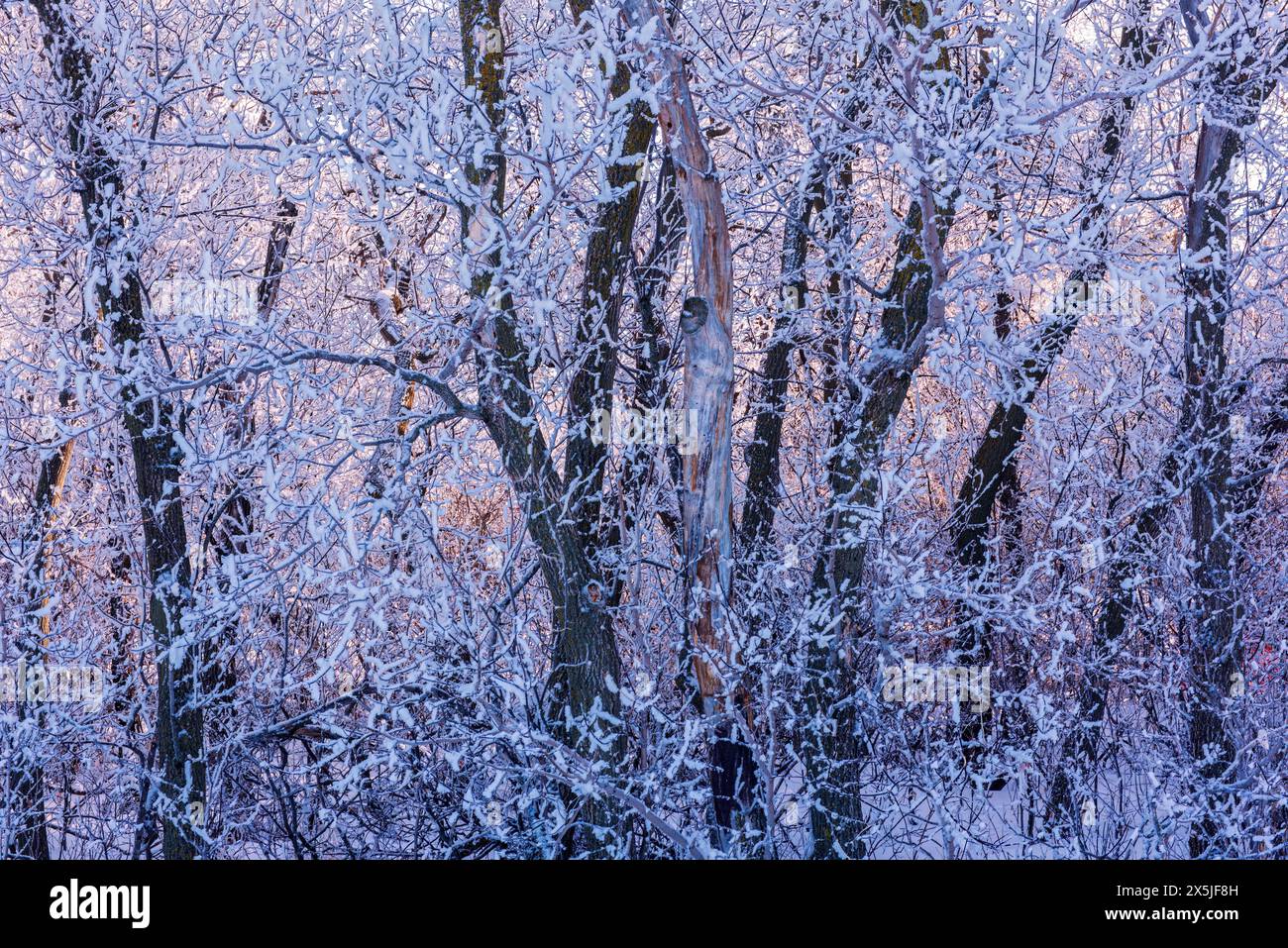 Canada, Manitoba, Grande Pointe. Fog and rime ice on winter trees Stock ...