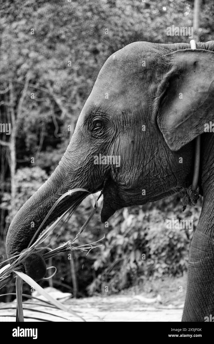 Asian elephant tourism Black and White Stock Photos & Images - Alamy