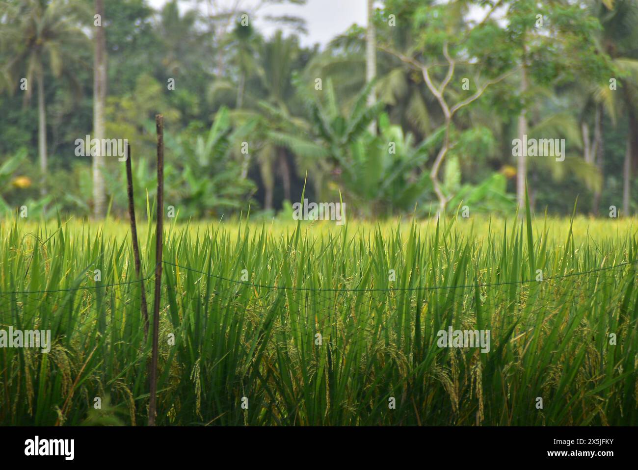 Green and lush rice plants in rice fields with a blurry natural ...