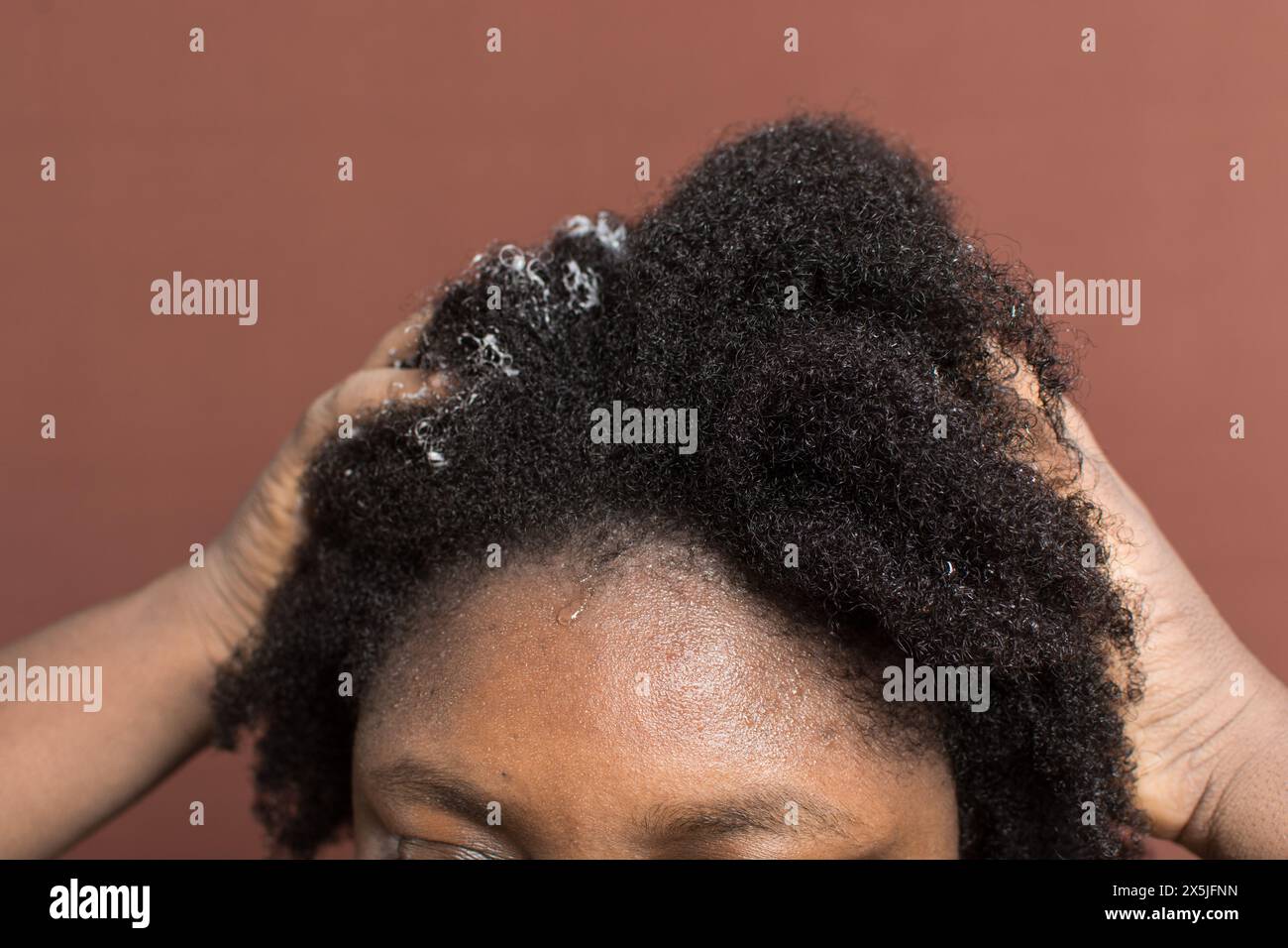 Black afro curly hair with shrinkage, Wet Type 4c hair being detangled ...