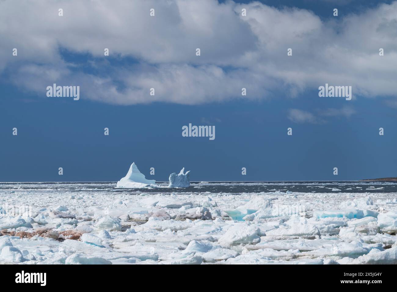 Pack ice and icebergs in Strait of Belle Isle, Newfoundland and ...
