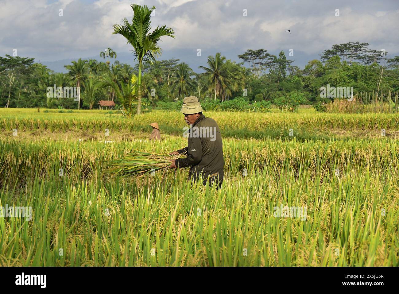Farmers are harvesting rice in rice fields during last year's harvest ...