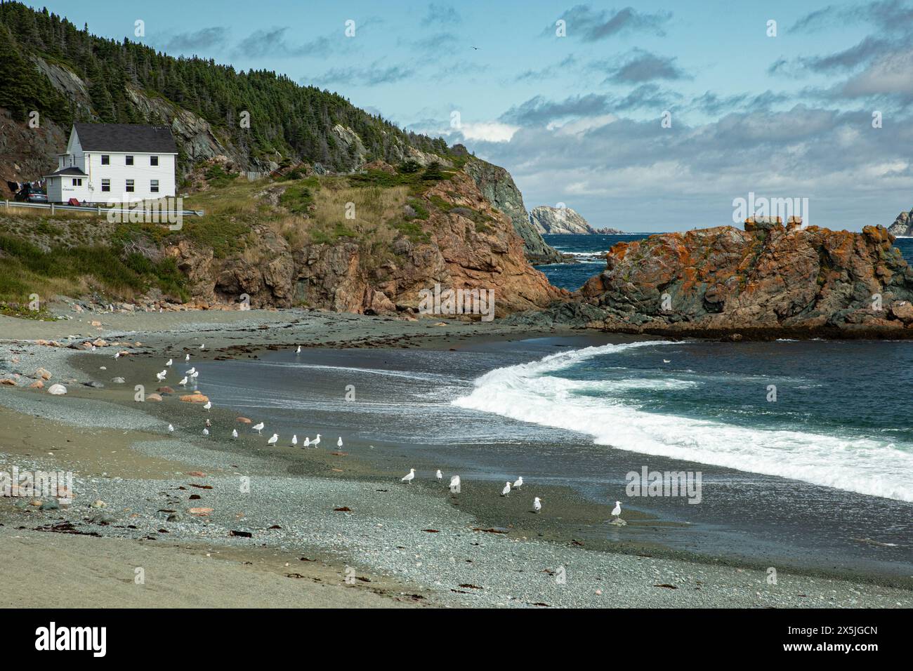 Newfoundland canada bird hi-res stock photography and images - Alamy