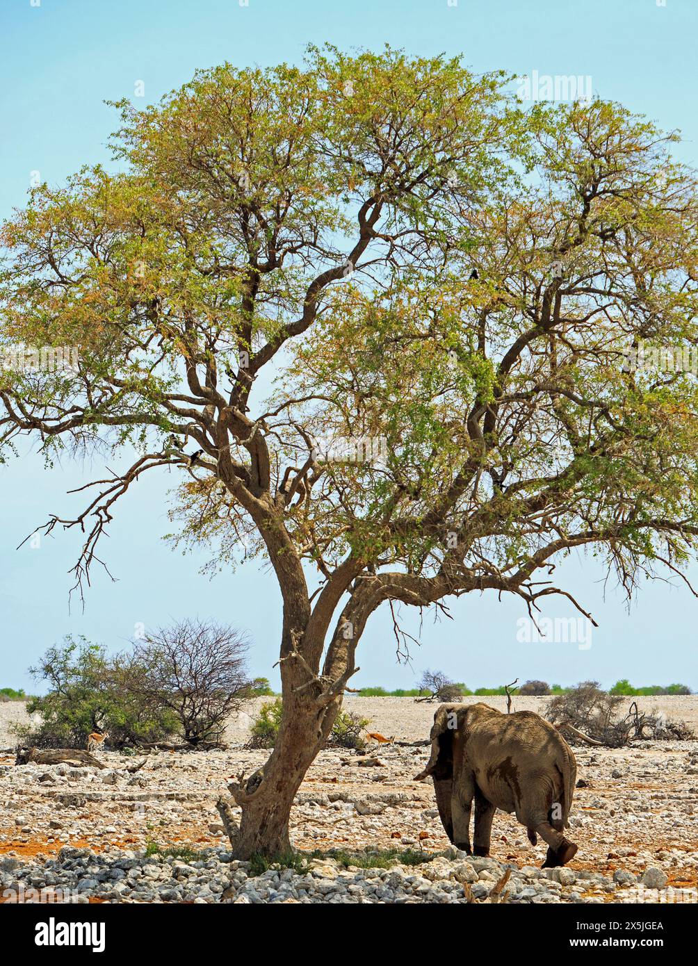 African Elephant walking next to a large tree - this shows how large ...