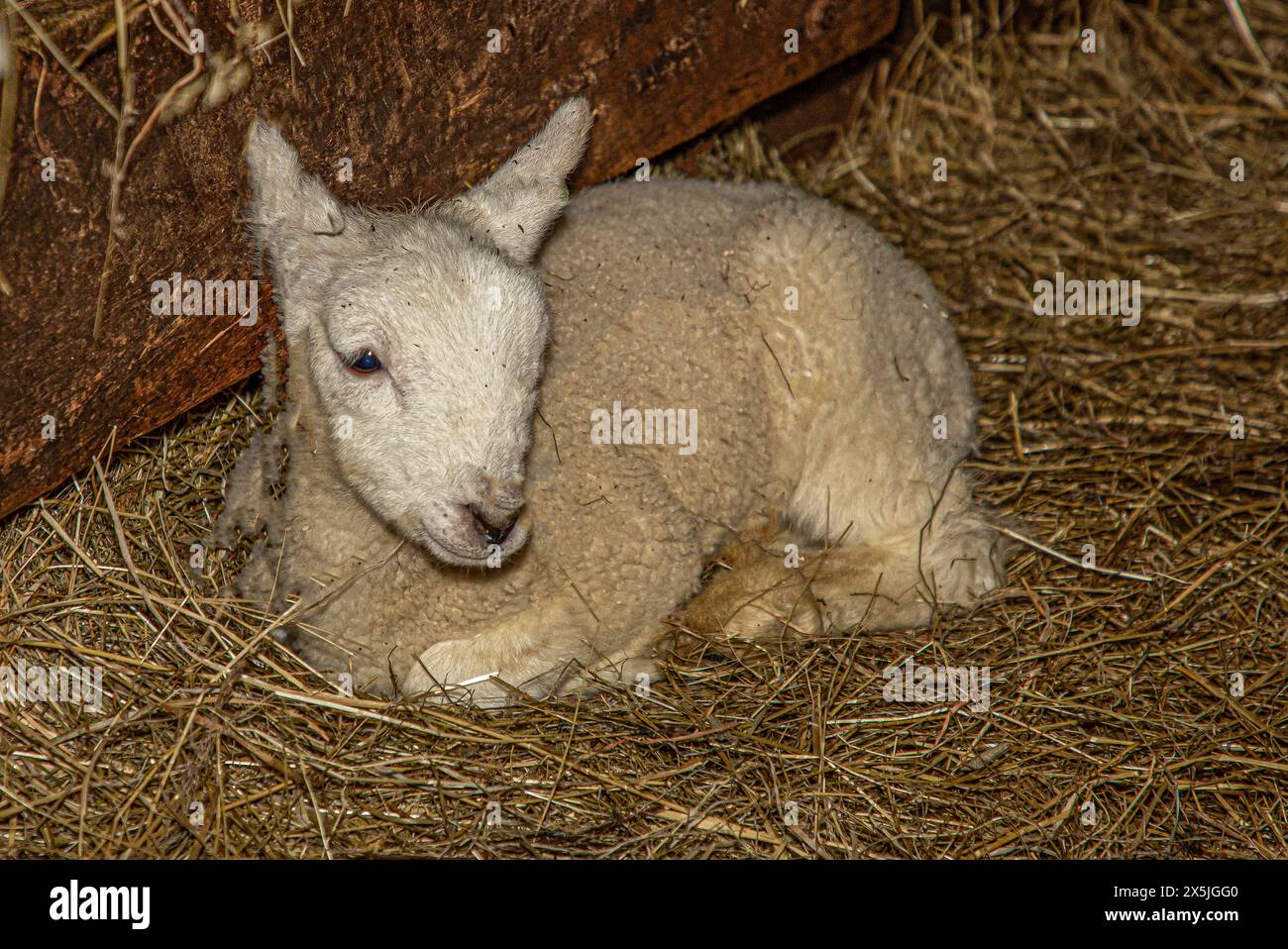 Canada, Nova Scotia, Cape Breton. Lamb resting on sheep farm Stock ...