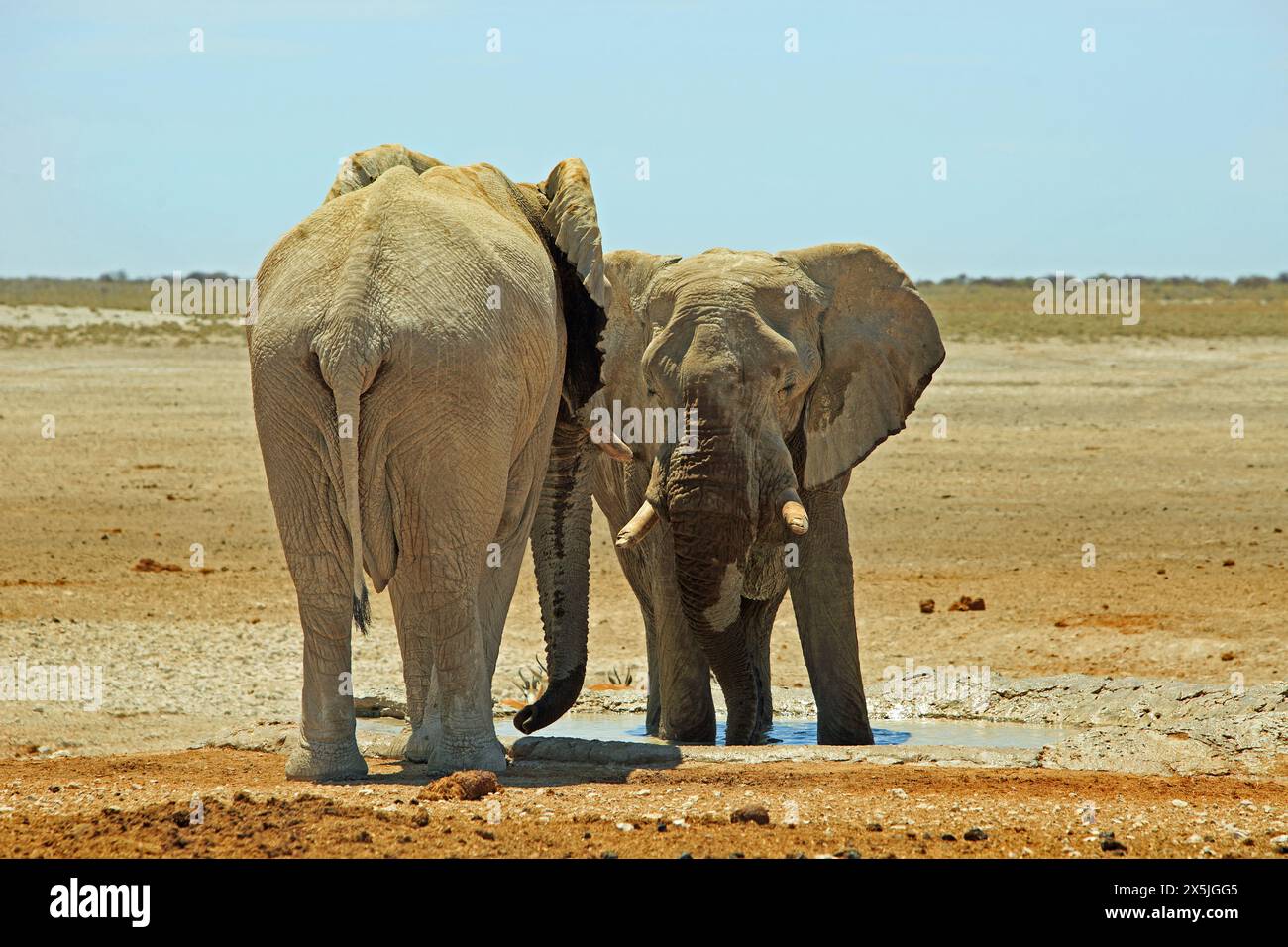 Two Large African Elephants standing face to face, with a vast open dry ...