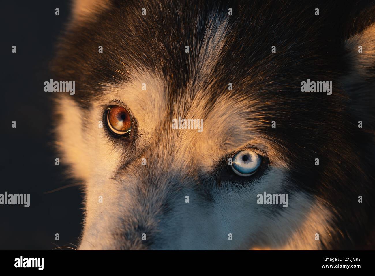 Multi-colored eyes of a Siberian Husky dog, close-up photo Stock Photo ...