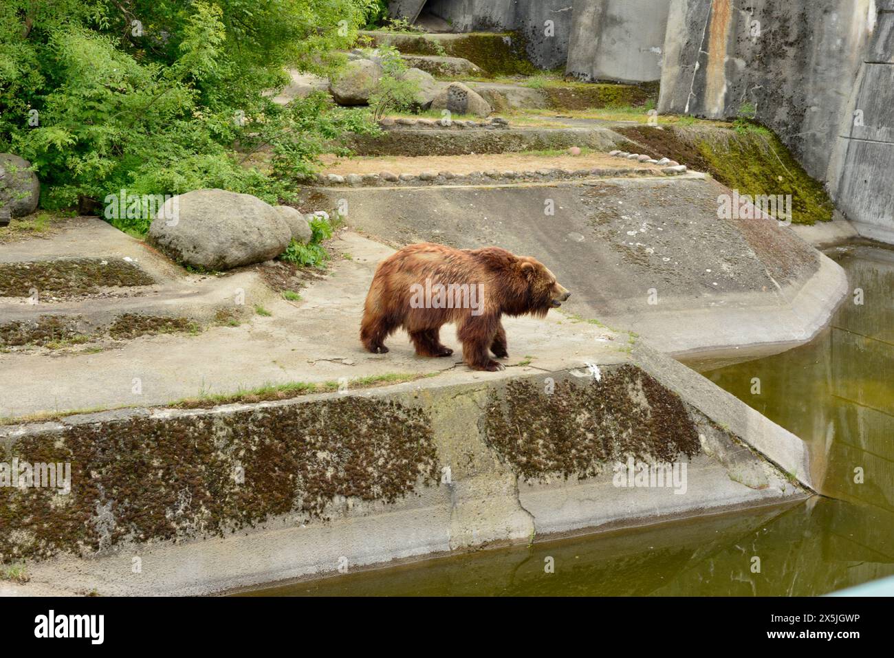 Zoo enclosure grizzly bear hi-res stock photography and images - Alamy