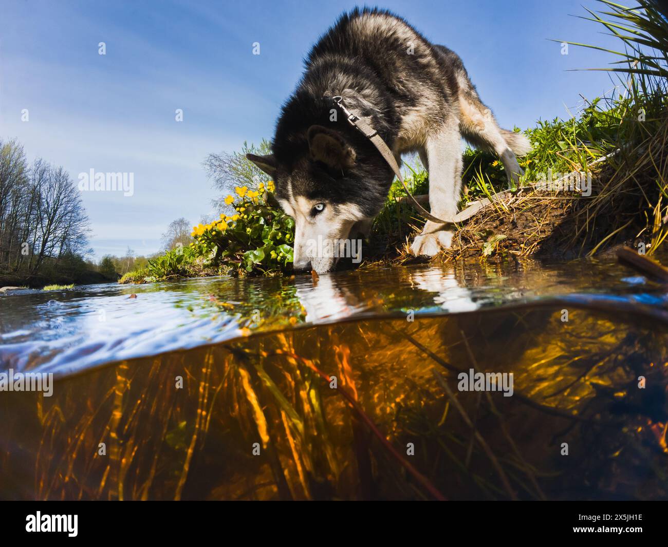 A husky dog with blue eyes drinks water from a river in spring Stock ...