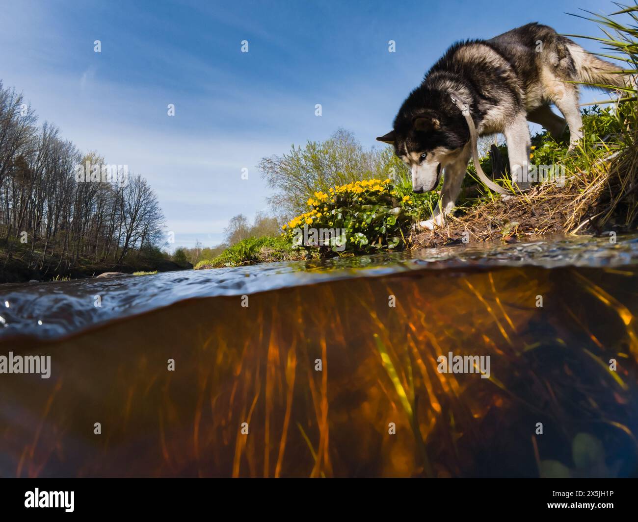 Siberian Husky dog near the river in nature on a summer day. View from ...