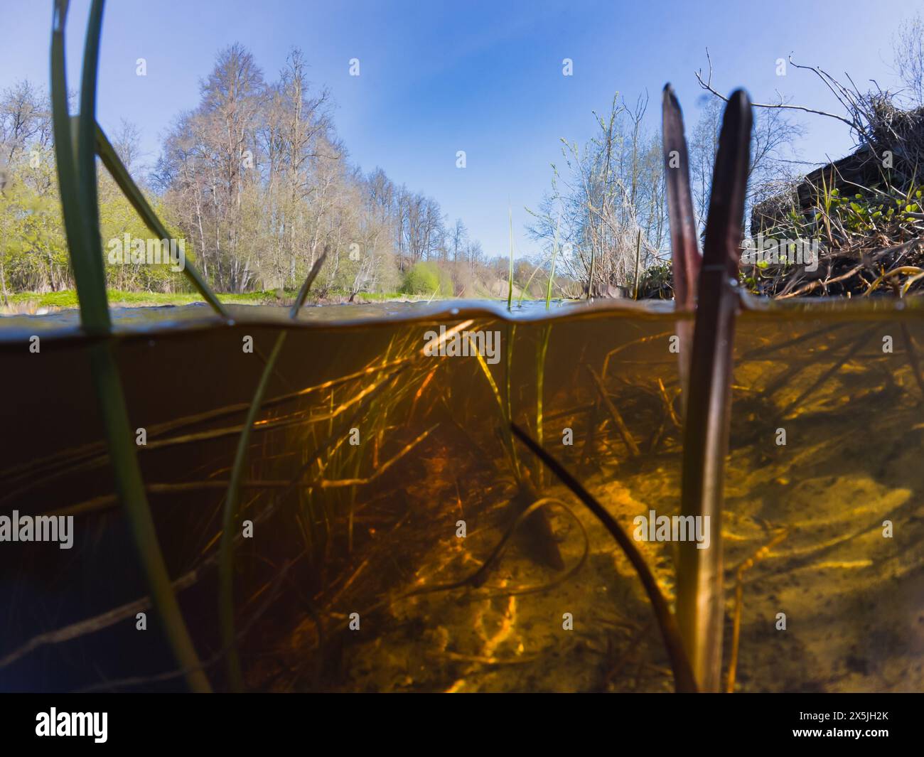 View from under water on the Pirita river, Estonian nature in summer ...