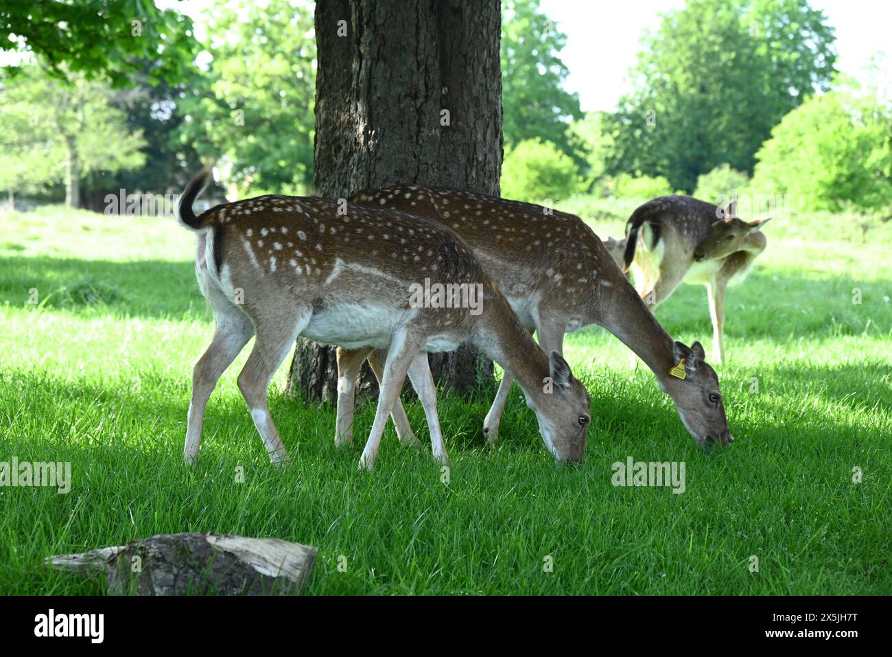 Mainstainings hi-res stock photography and images - Alamy