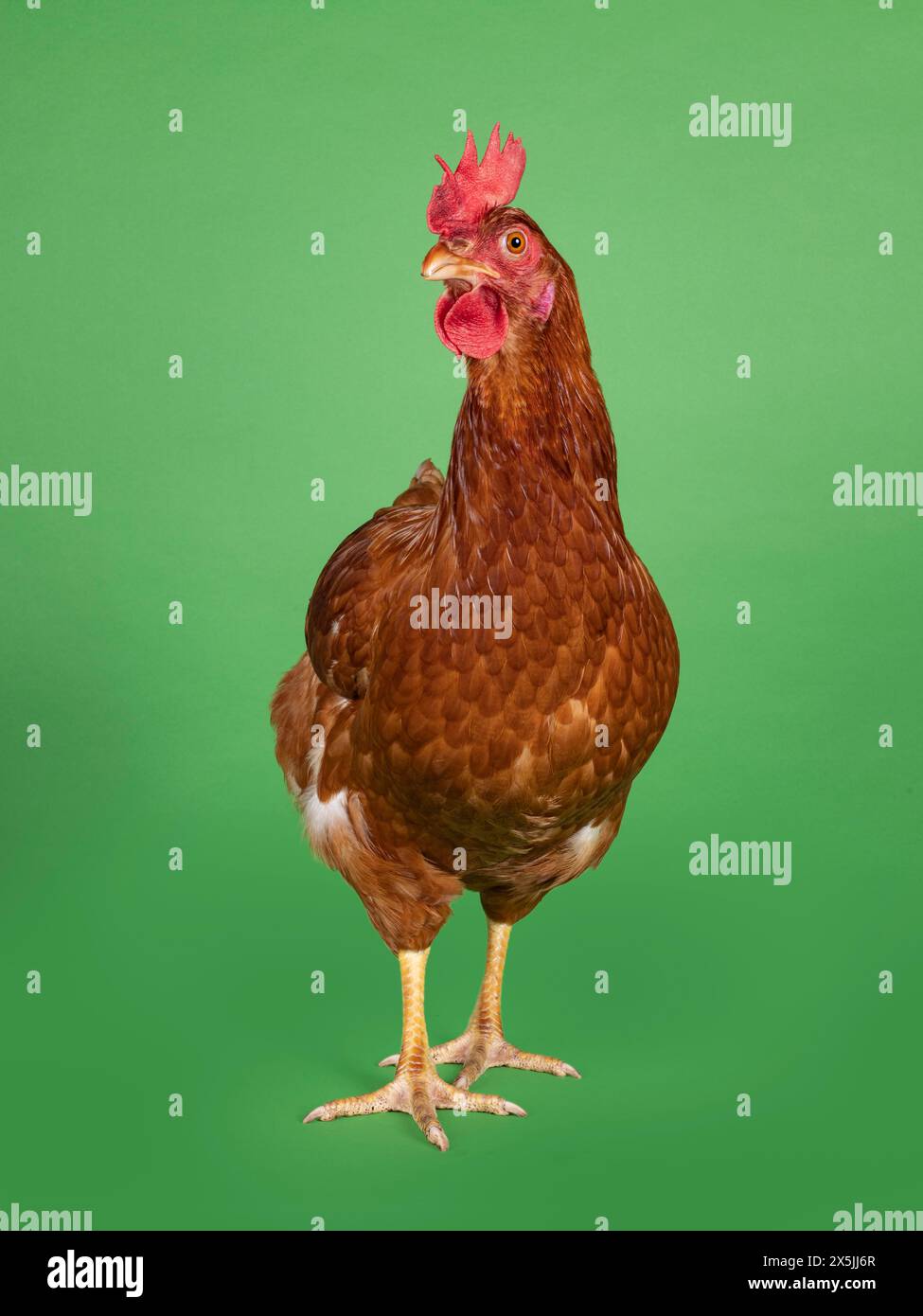 Brown common chicken, standing facing front. Looking towards camera ...