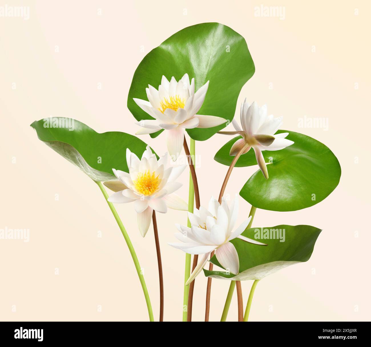 Beautiful lotus flowers with long stems on beige background Stock Photo ...